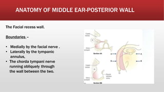ANATOMY OF MID EAR and related structures.pptx