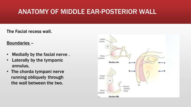 ANATOMY OF MID EAR and related structures.pptx
