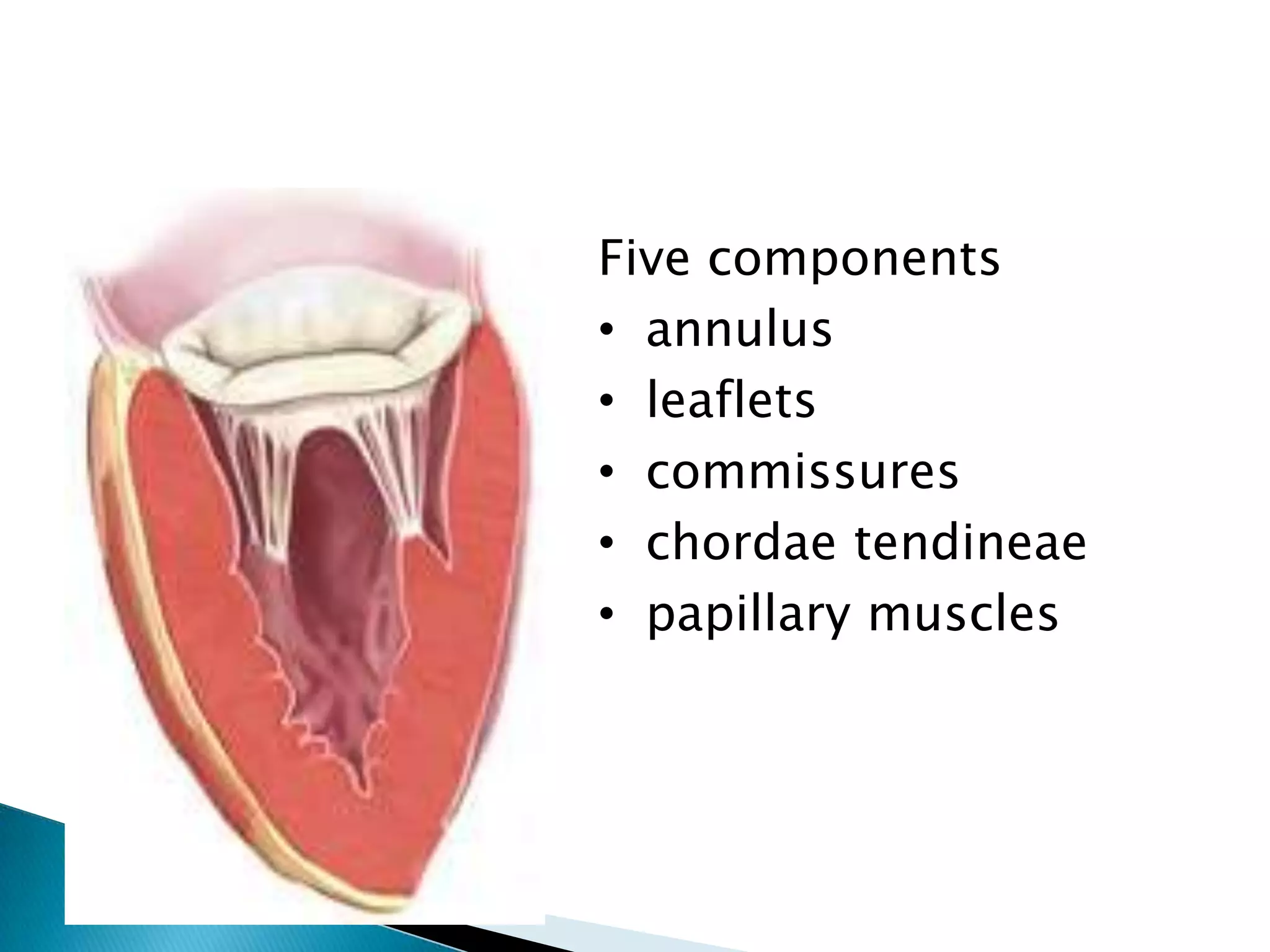 Anatomy of mitral valve echo evaluation | PPTX