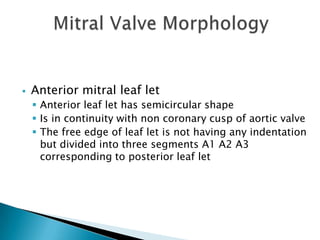 Anatomy of mitral valve echo evaluation | PPTX