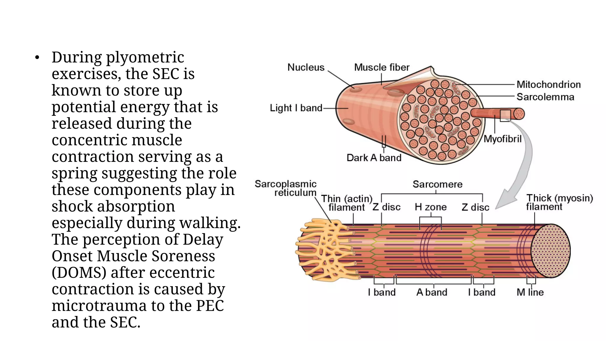 anatomy of MMS 2.pdf
