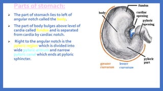 Veterinary Anatomy of the Monolocular Stomach | PPTX