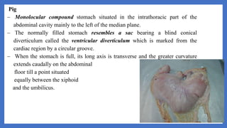 Veterinary Anatomy of the Monolocular Stomach | PPTX