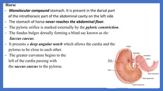 Veterinary Anatomy of the Monolocular Stomach | PPTX