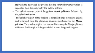 Veterinary Anatomy of the Monolocular Stomach | PPTX