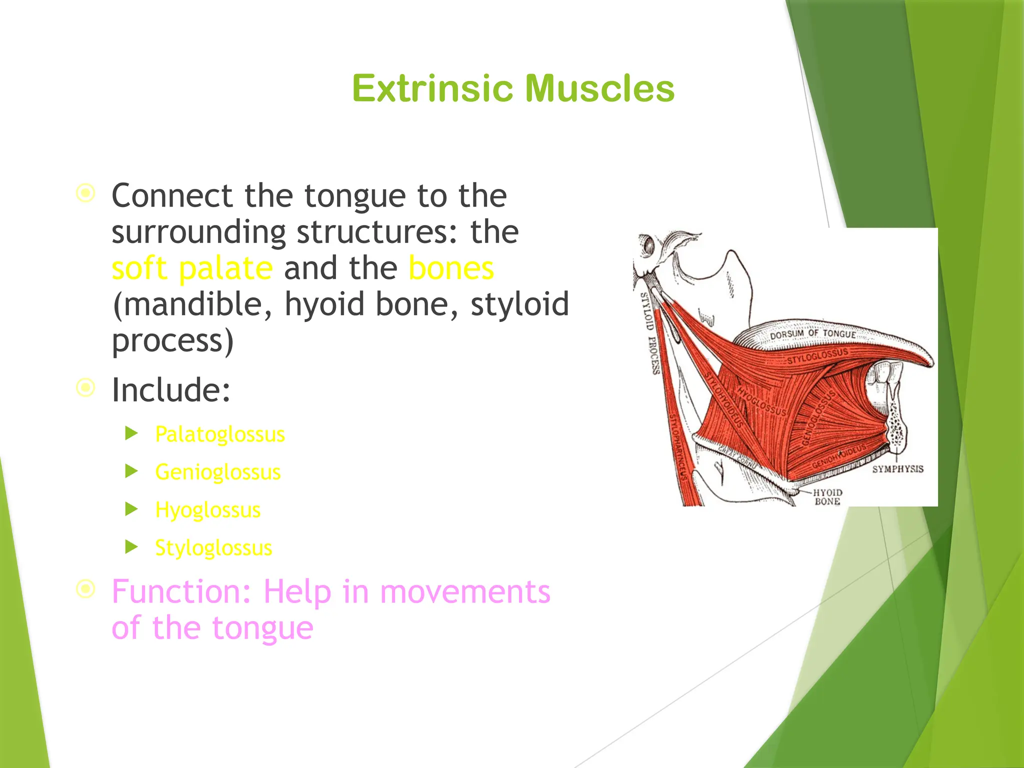 Anatomy of human mouth clearly described.pptx