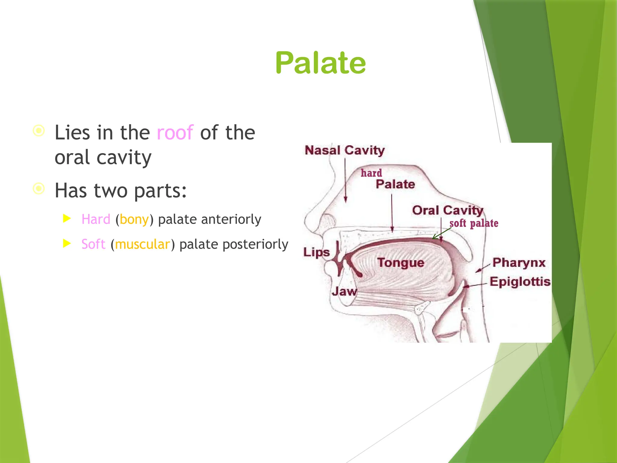 Anatomy of human mouth clearly described.pptx
