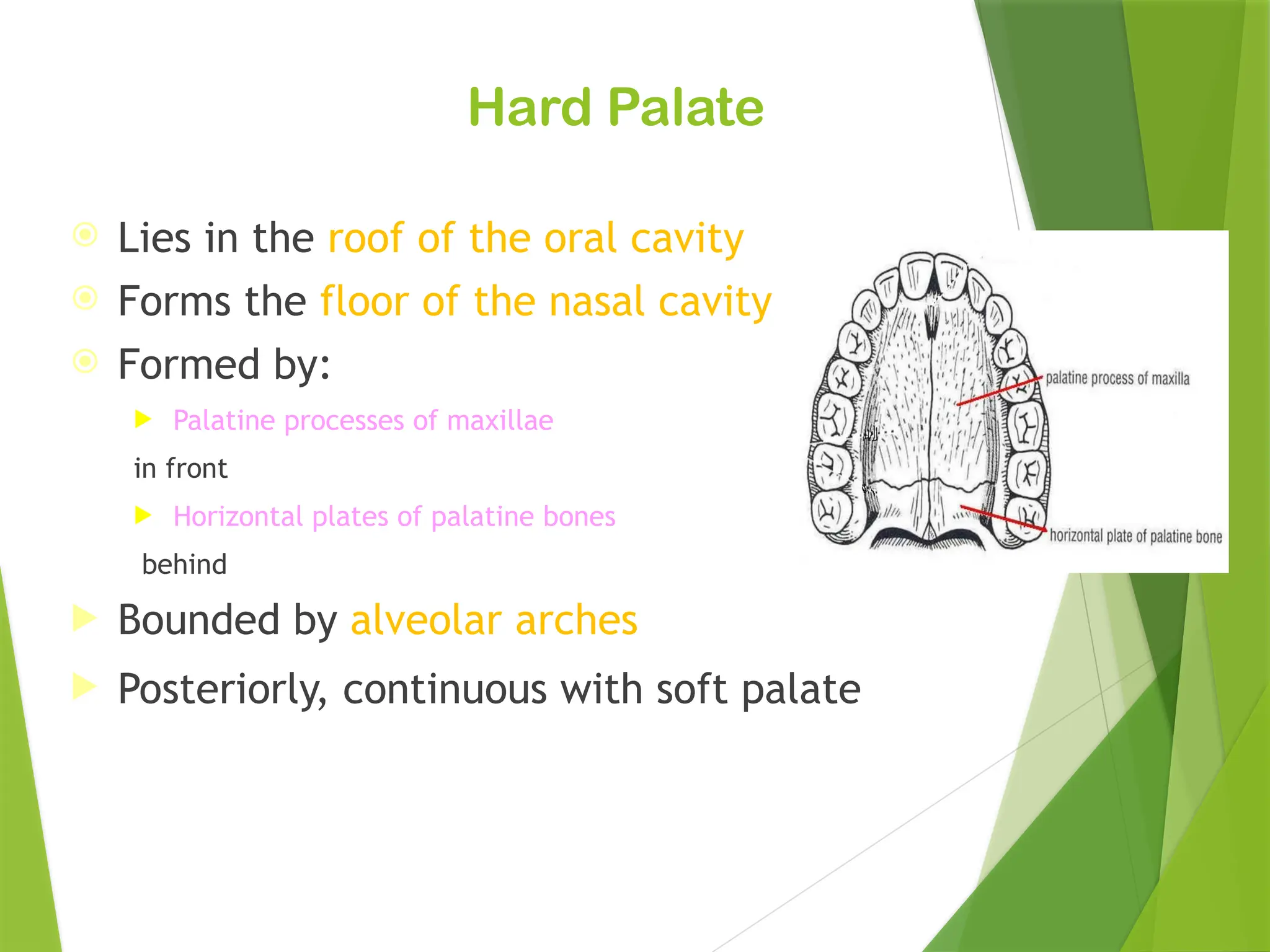 Anatomy of human mouth clearly described.pptx