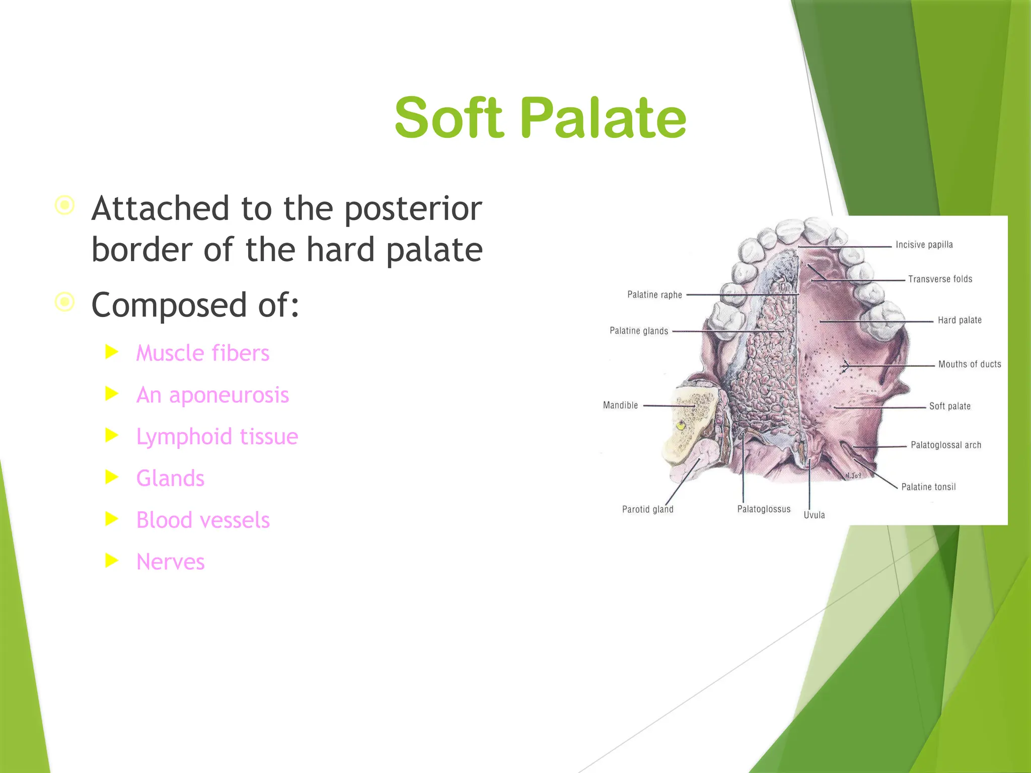 Anatomy of human mouth clearly described.pptx