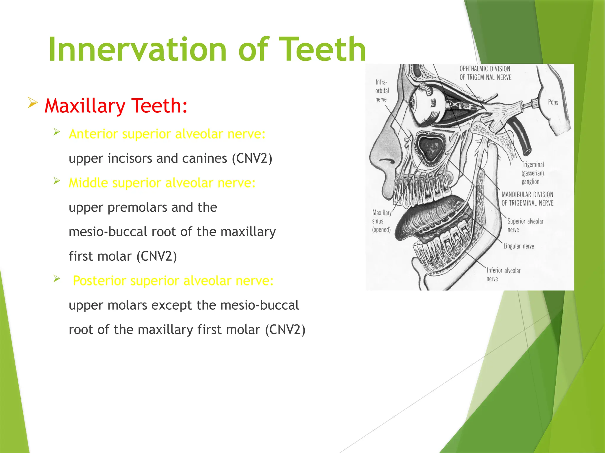 Anatomy of human mouth clearly described.pptx