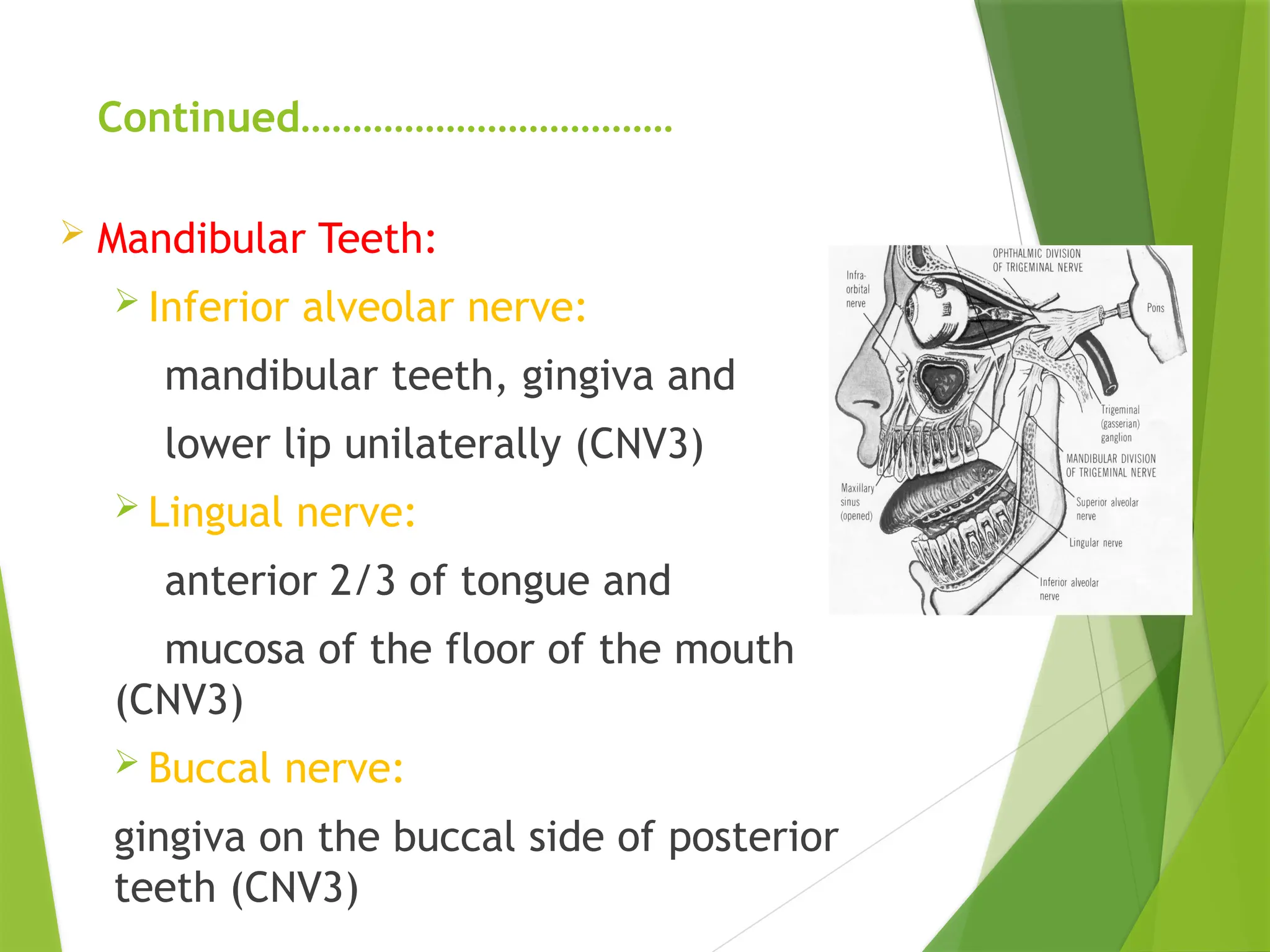 Anatomy of human mouth clearly described.pptx