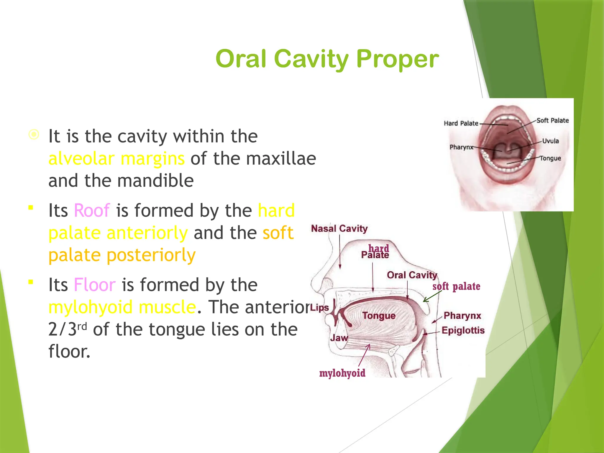 Anatomy of human mouth clearly described.pptx