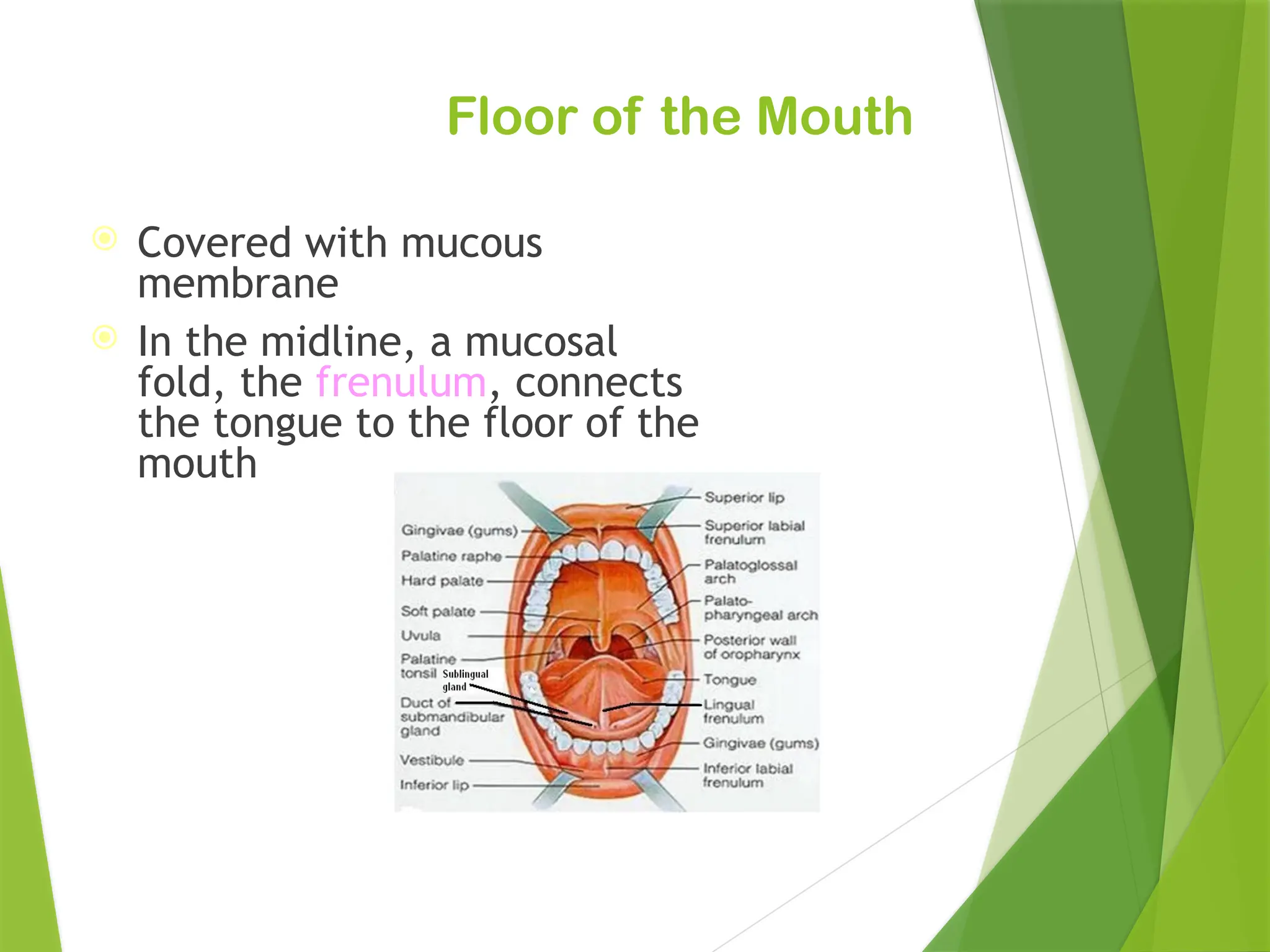 Anatomy of human mouth clearly described.pptx