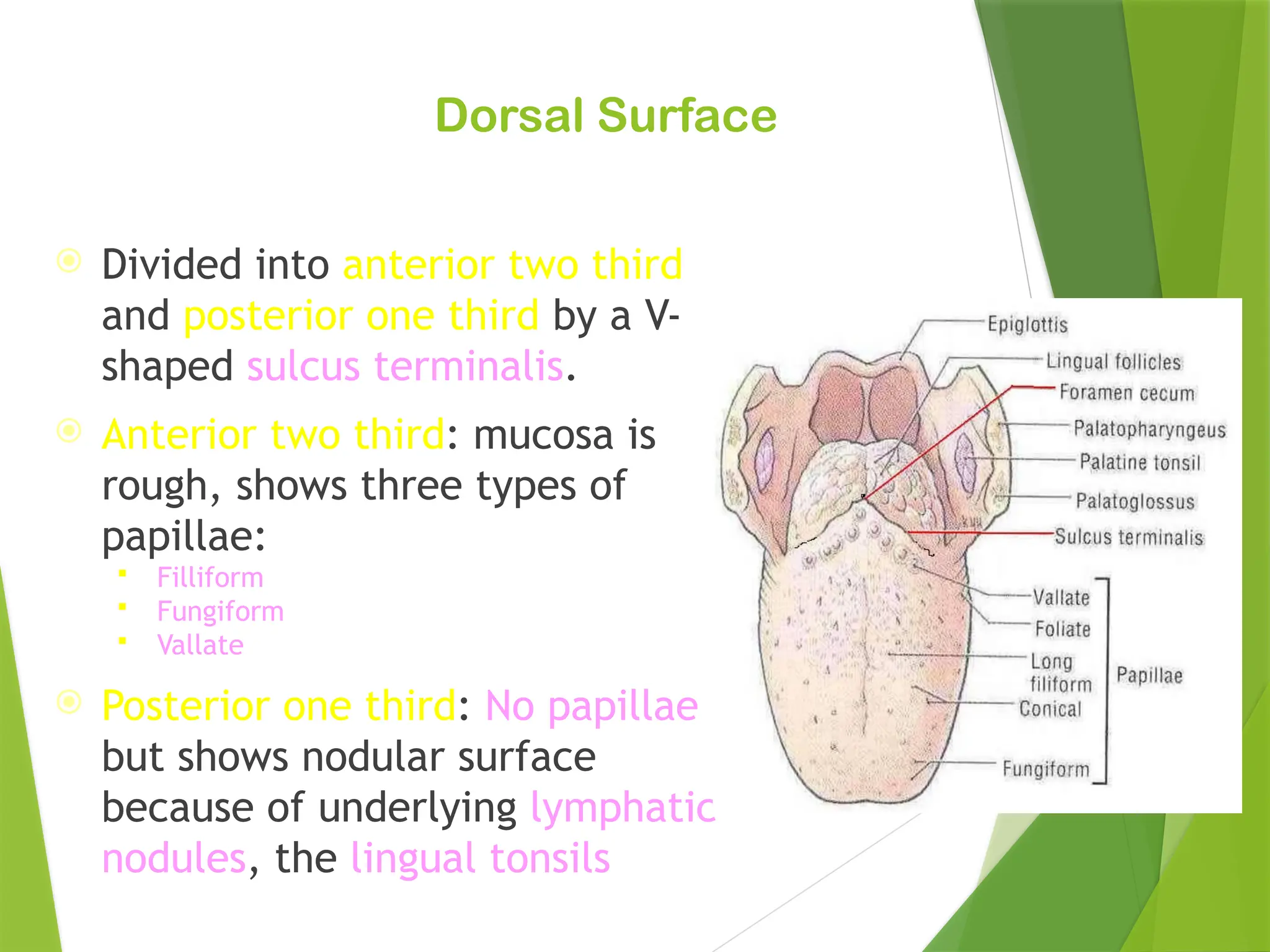 Anatomy of human mouth clearly described.pptx