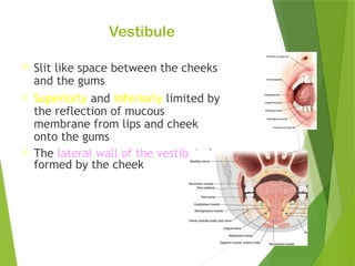Anatomy of human mouth clearly described.pptx