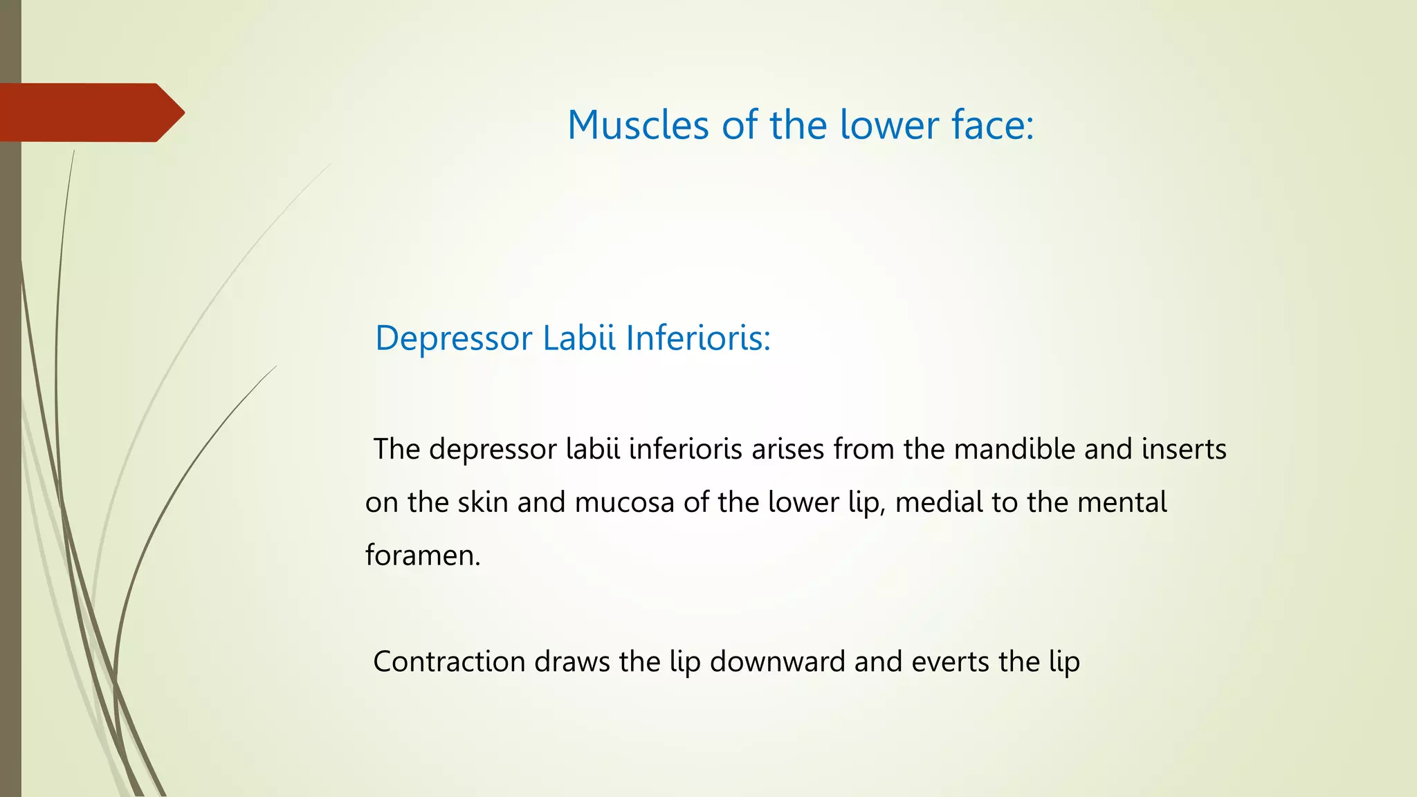 anatomy of muscluse.pptx