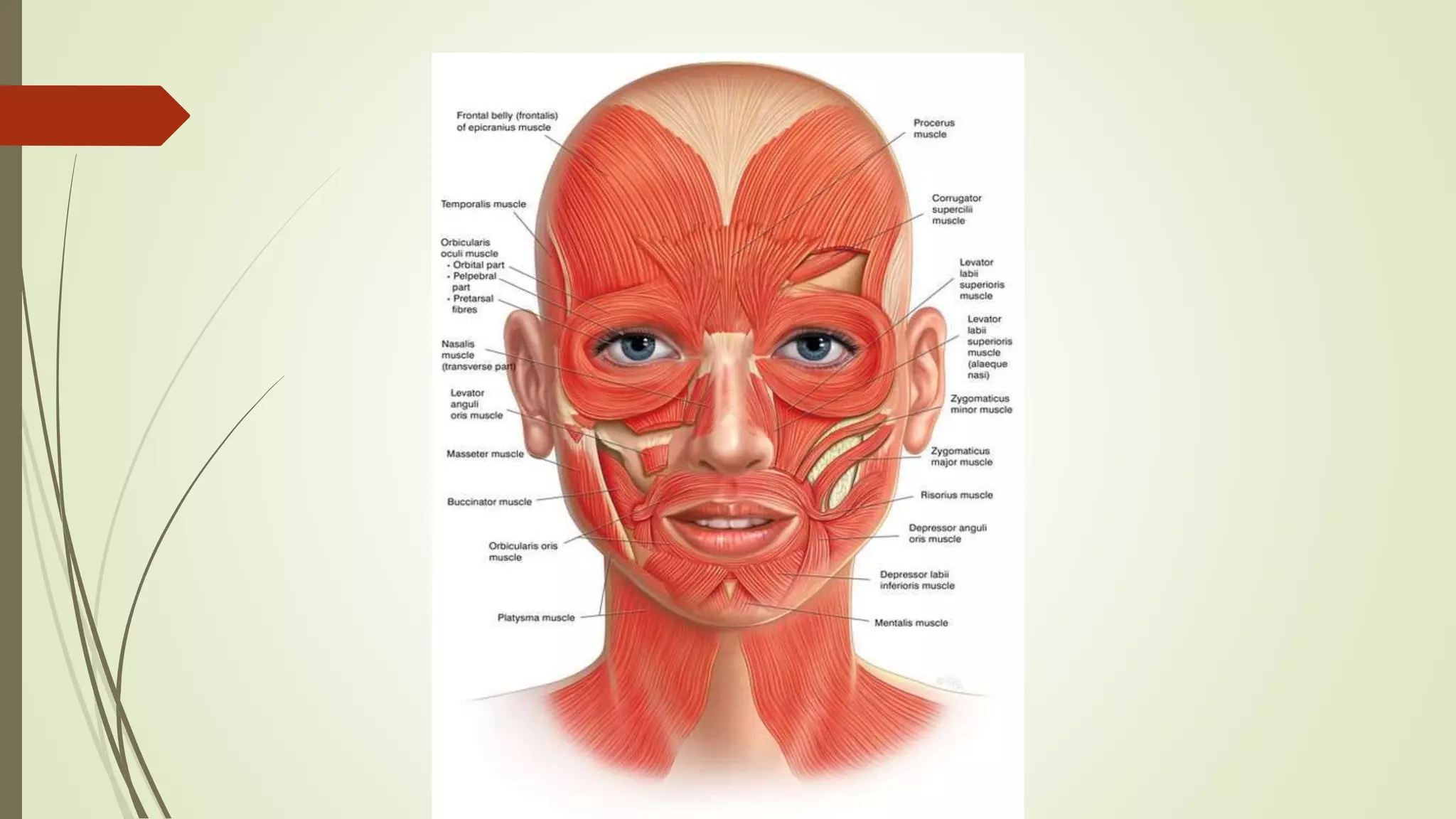 anatomy of muscluse.pptx