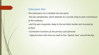 anatomy of muscluse.pptx