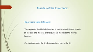 anatomy of muscluse.pptx