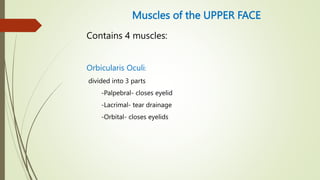 anatomy of muscluse.pptx