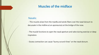 anatomy of muscluse.pptx