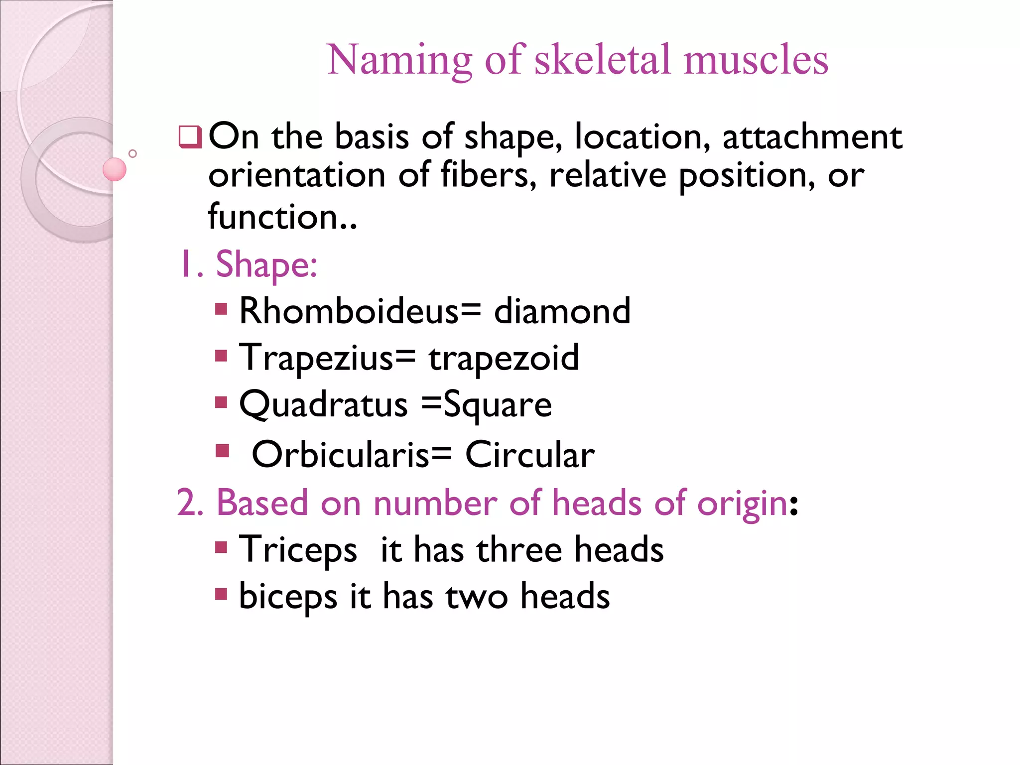 Anatomy of Muscular system.pdf