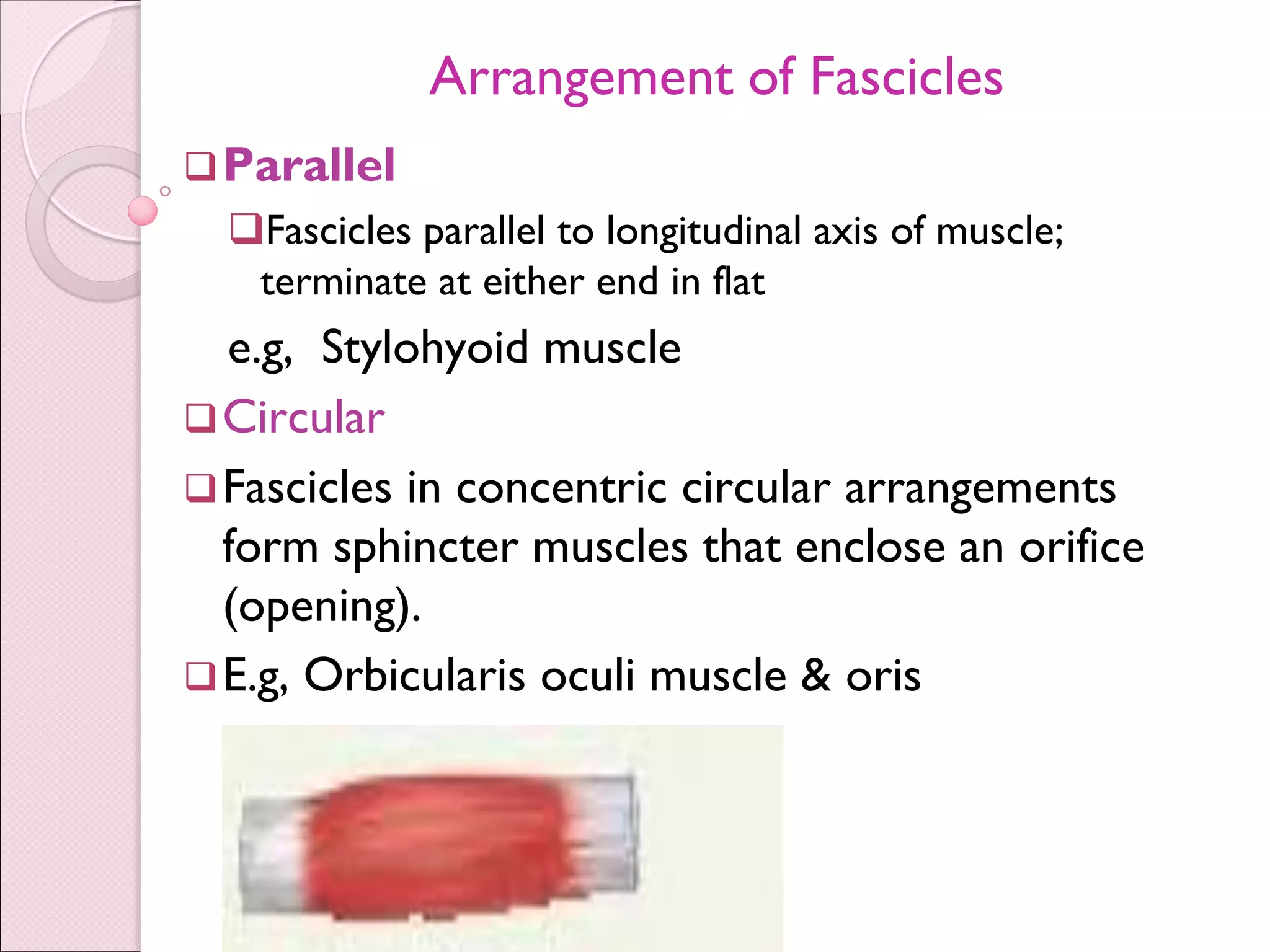 Anatomy of Muscular system.pdf