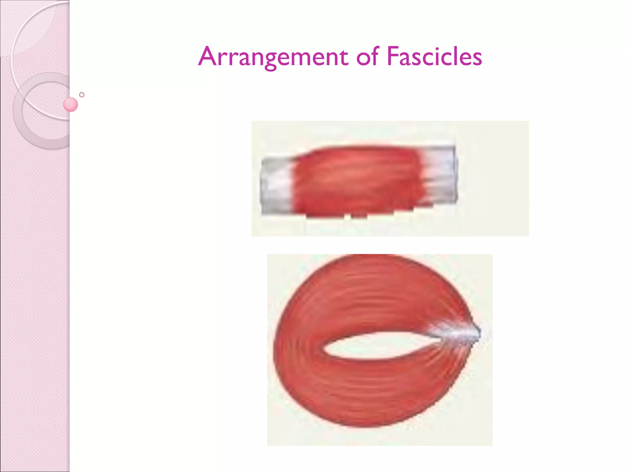 Anatomy of Muscular system.pdf