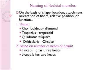 Anatomy of Muscular system.pdf