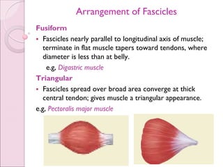 Anatomy of Muscular system.pdf