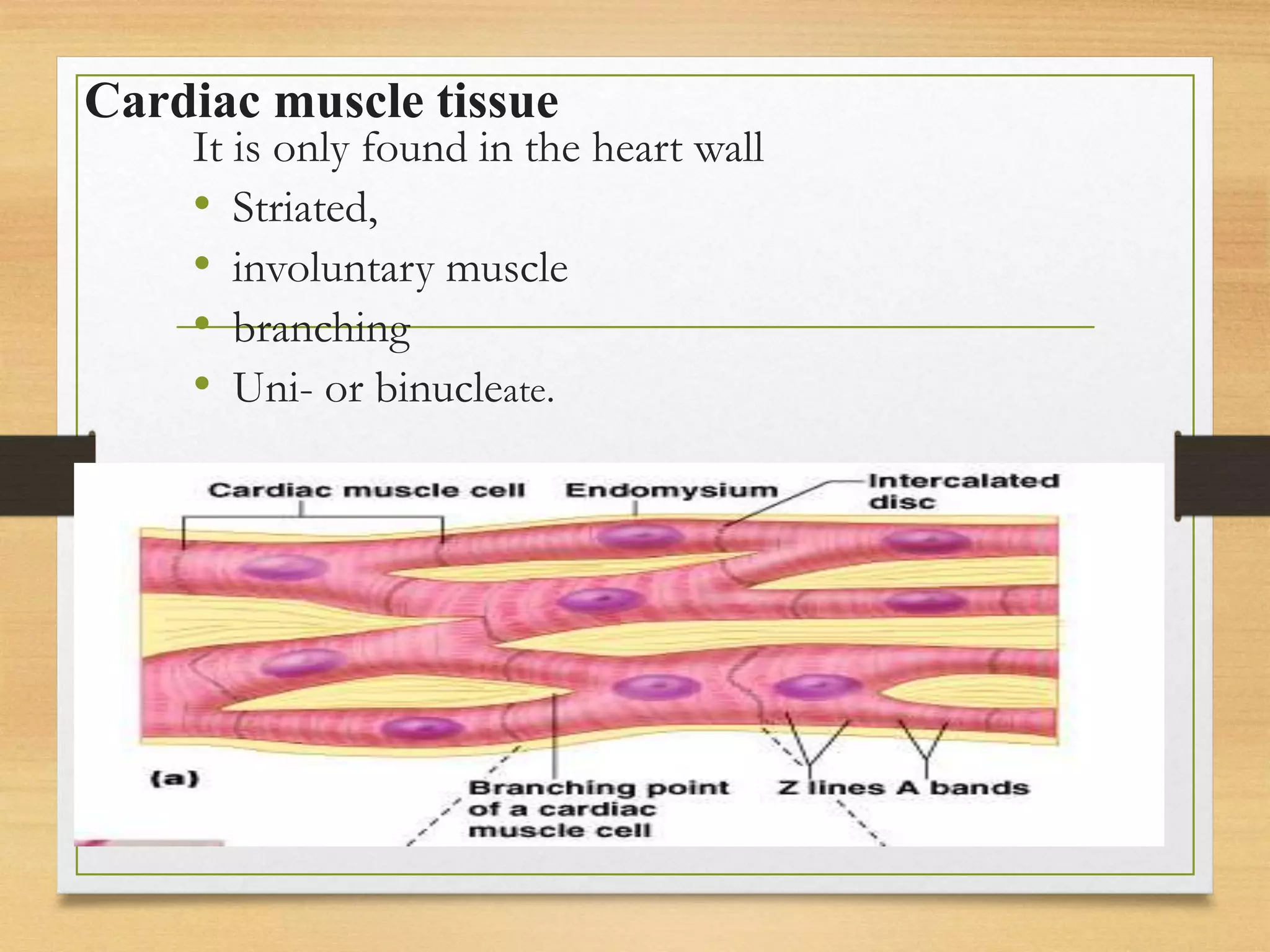 Anatomy of Muscular system.ppt