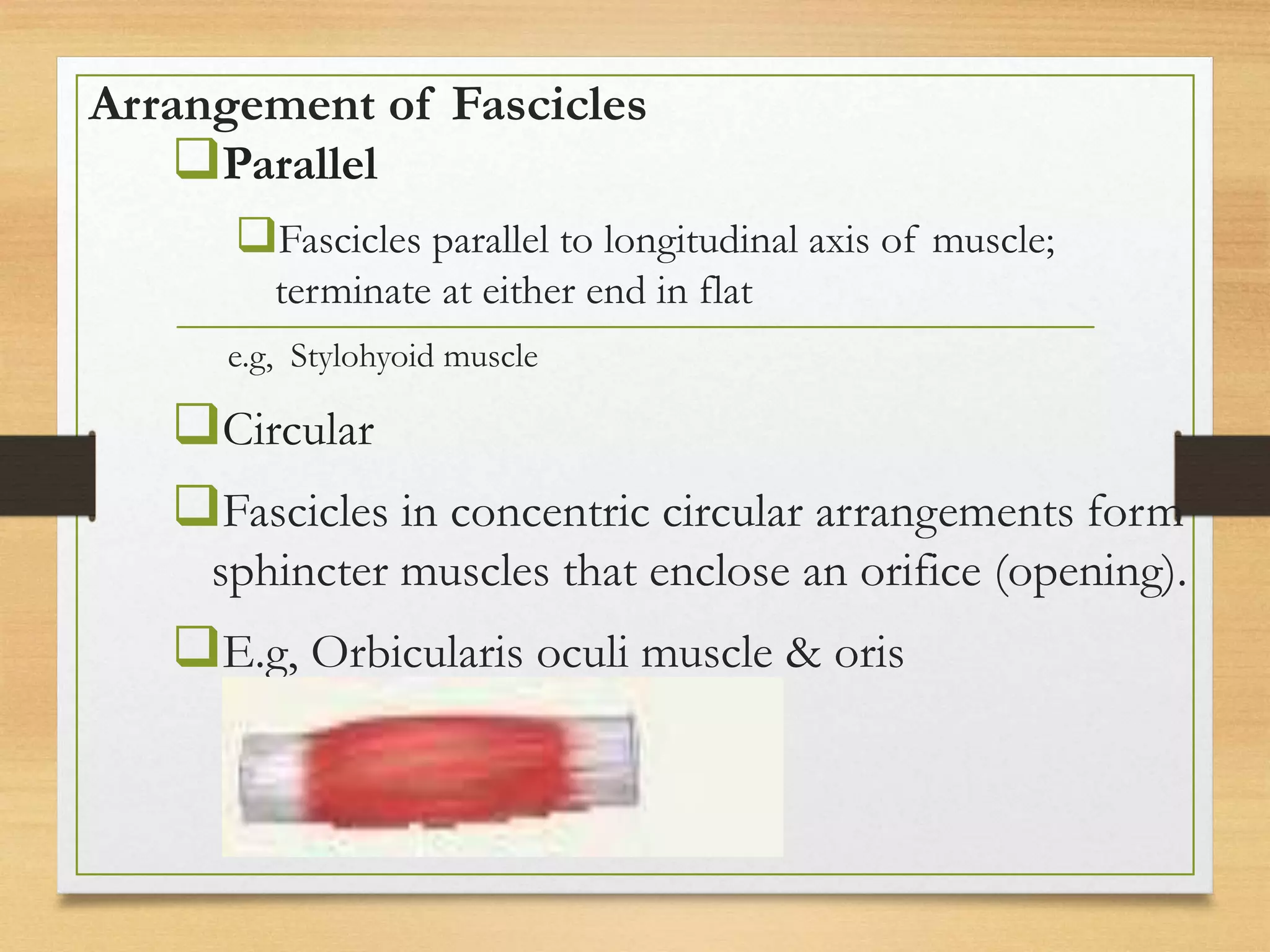 Anatomy of Muscular system.ppt