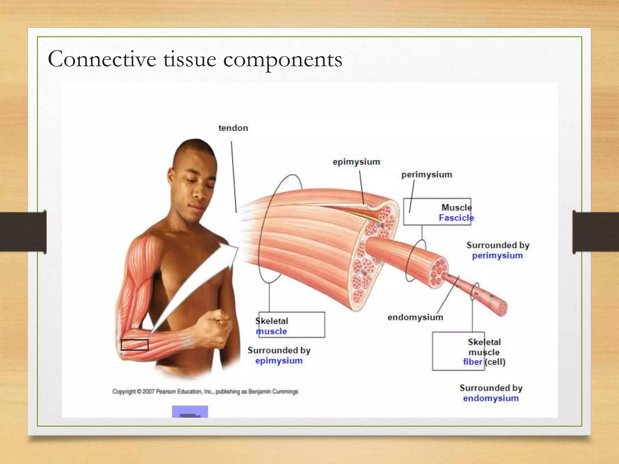 Anatomy of Muscular system.ppt