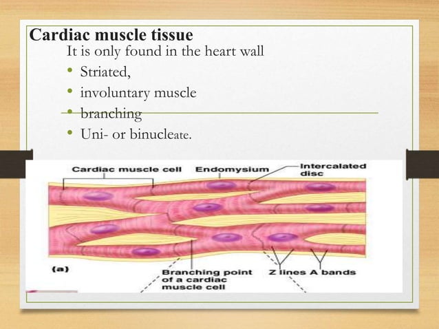 Anatomy of Muscular system.ppt