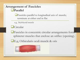 Anatomy of Muscular system.ppt