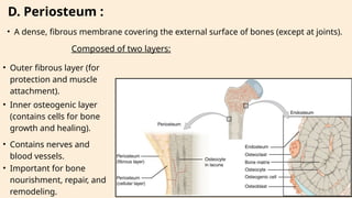 ANATOMY OF MUSCULOSKELETAL.pptx The muscle | PPTX