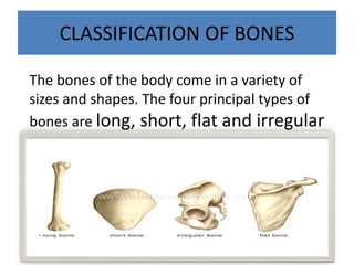 Anatomy of musculoskeletal system | PPTX