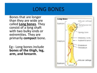 Anatomy of musculoskeletal system | PPTX