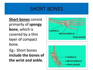 Anatomy of musculoskeletal system | PPTX