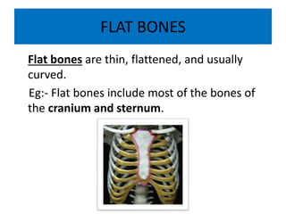 Anatomy of musculoskeletal system | PPTX