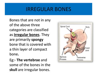 Anatomy of musculoskeletal system | PPTX