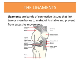 Anatomy of musculoskeletal system | PPTX