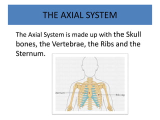 Anatomy of musculoskeletal system | PPTX