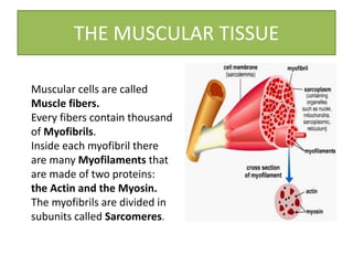 Anatomy of musculoskeletal system | PPTX
