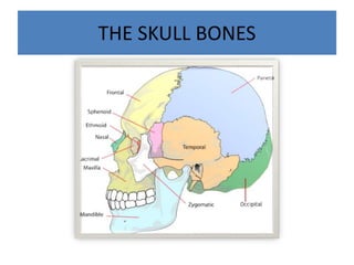 Anatomy of musculoskeletal system | PPTX