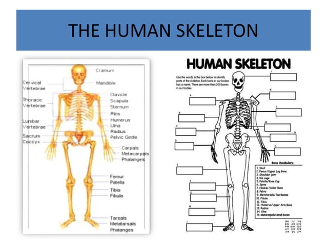 Anatomy of musculoskeletal system | PPTX