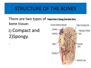Anatomy of musculoskeletal system | PPTX