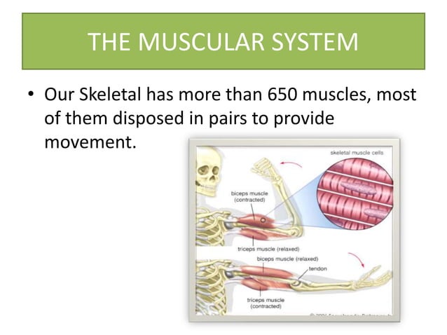 Anatomy of musculoskeletal system | PPT