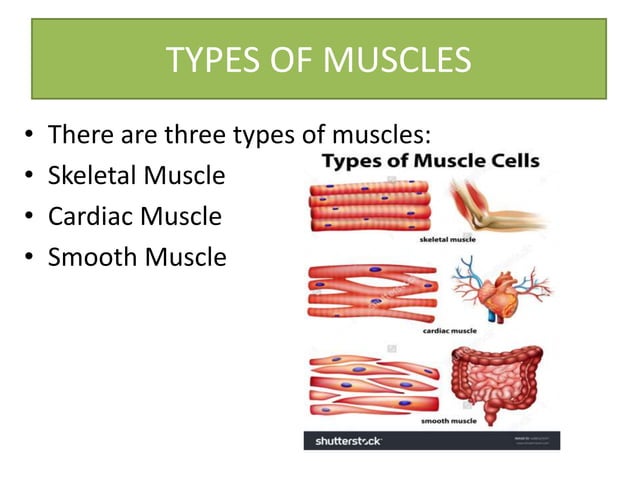 Anatomy of musculoskeletal system | PPT