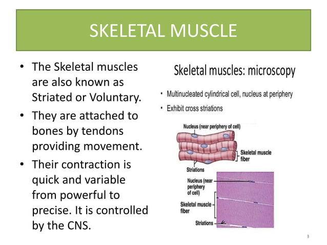 Anatomy of musculoskeletal system | PPT